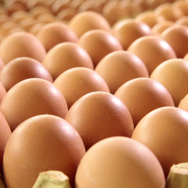 Our products - Galliers Dairy